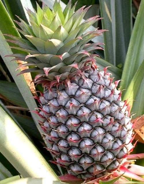 Pineapple fruit nutrition facts – Nutrition, Health & Wellness