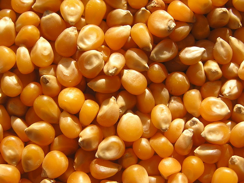 Maize kernels – Nutrition, Health & Wellness