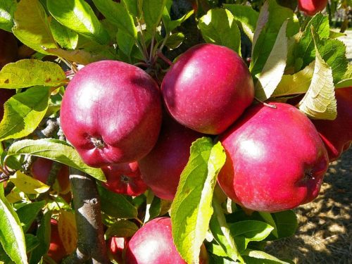 Apple fruit nutrition facts – Nutrition, Health & Wellness