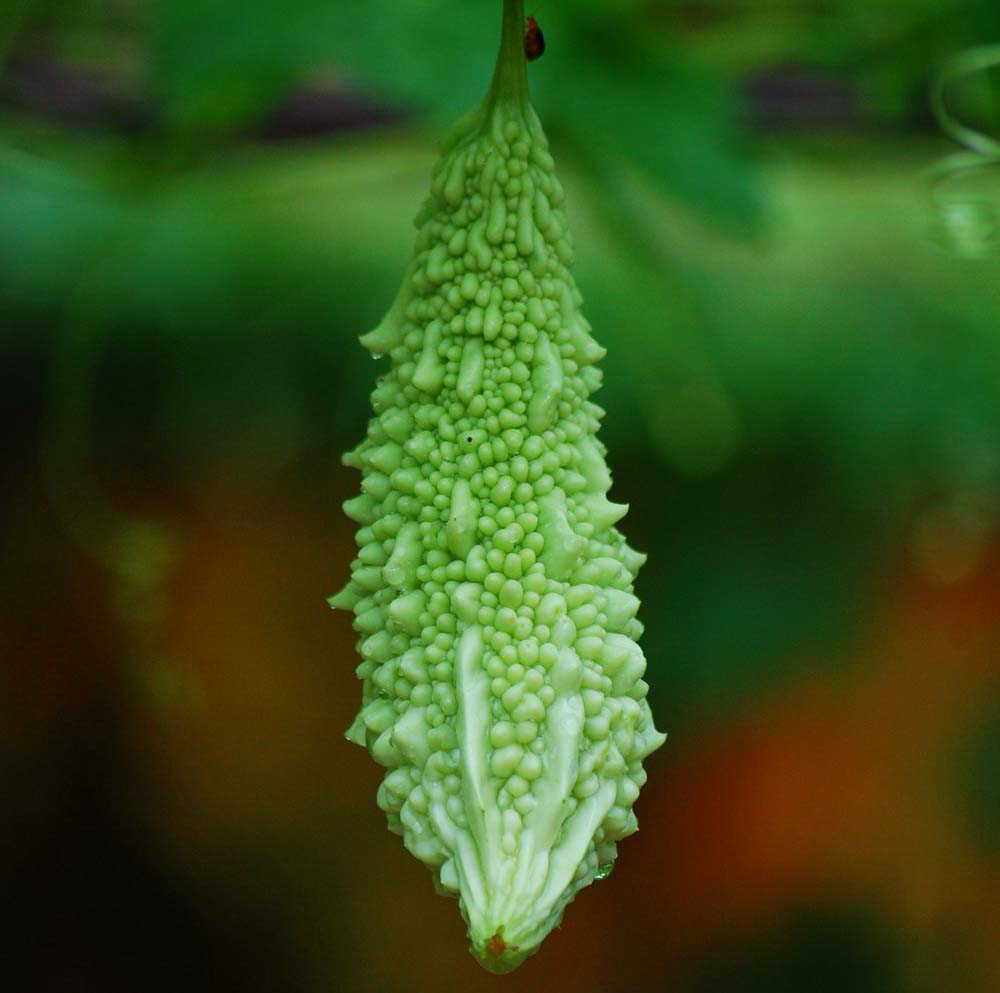 Bitter gourd (bitter melon) for diabetes – Nutrition, Health & Wellness