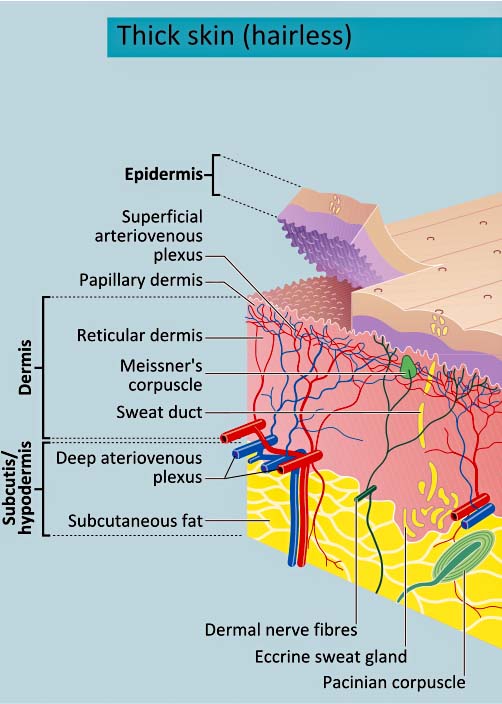 Cross-section of thick skin – Nutrition, Health & Wellness