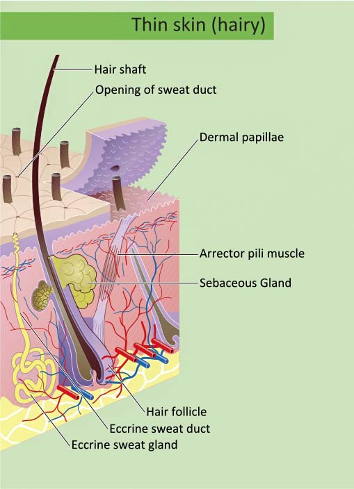 Cross-section of thin skin – Nutrition, Health & Wellness