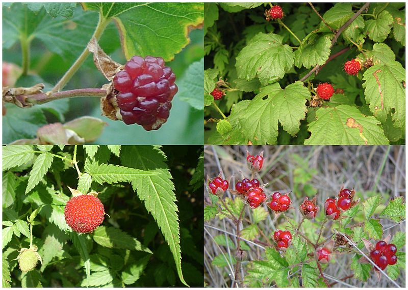 Raspberry fruits species – Nutrition, Health & Wellness