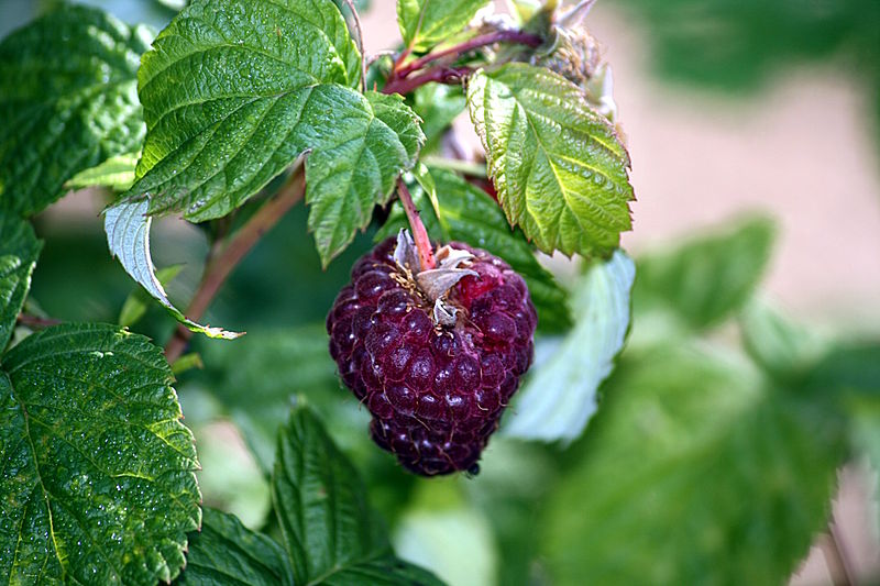 Raspberry fruit hybrids – Nutrition, Health & Wellness