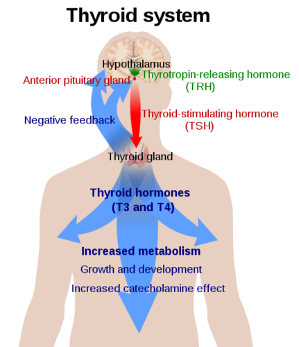Side effects of hypothyroidism – Nutrition, Health & Wellness