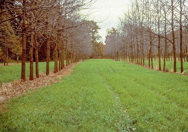 Agronomy - Wiki Farming