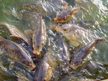 Freshwater aquaculture - Wiki Farming