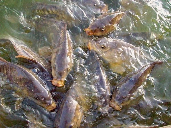 Freshwater aquaculture - Wiki Farming