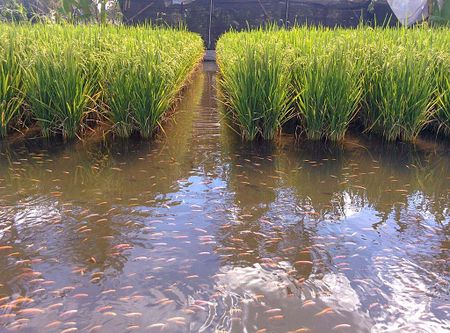 Freshwater aquaculture - Wiki Farming