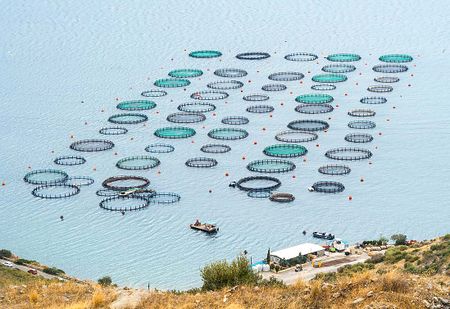 Mariculture - Wiki Farming