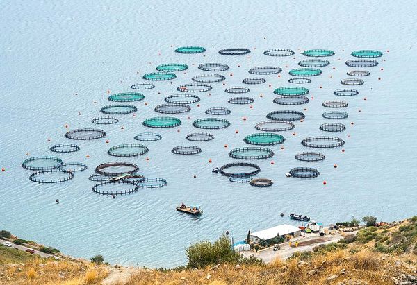 Mariculture - Wiki Farming